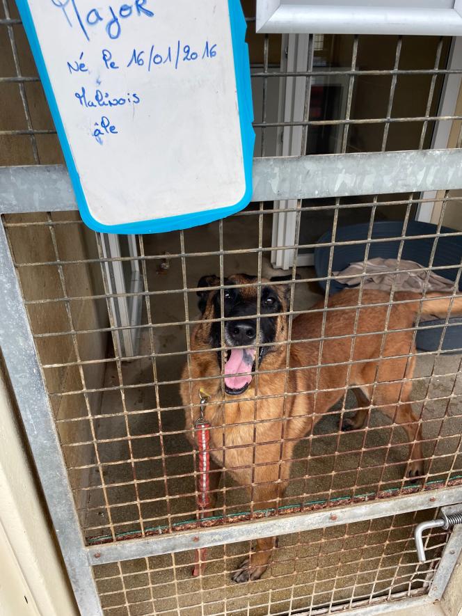 Sept animaux de la Fondation 30 millions d’amis transférés au refuge d ...